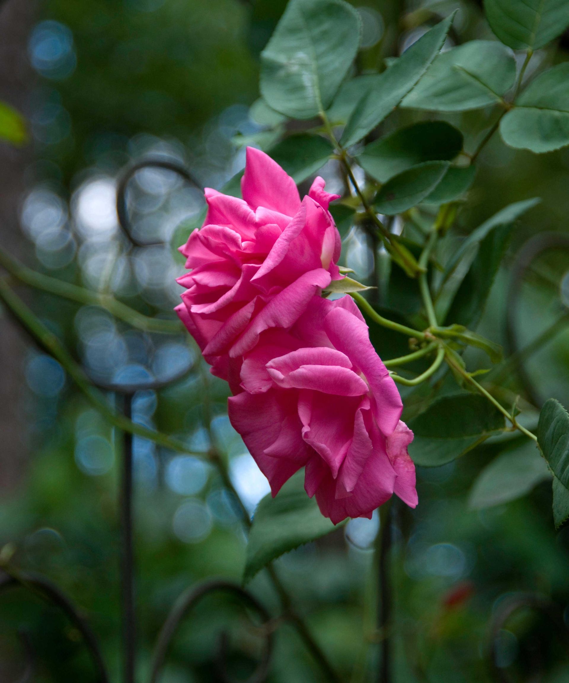The best fragrant roses: 10 scented varieties for a garden | Homes and ...