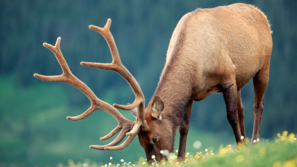 See angry elk charge careless National Park tourist attempting to get a ...