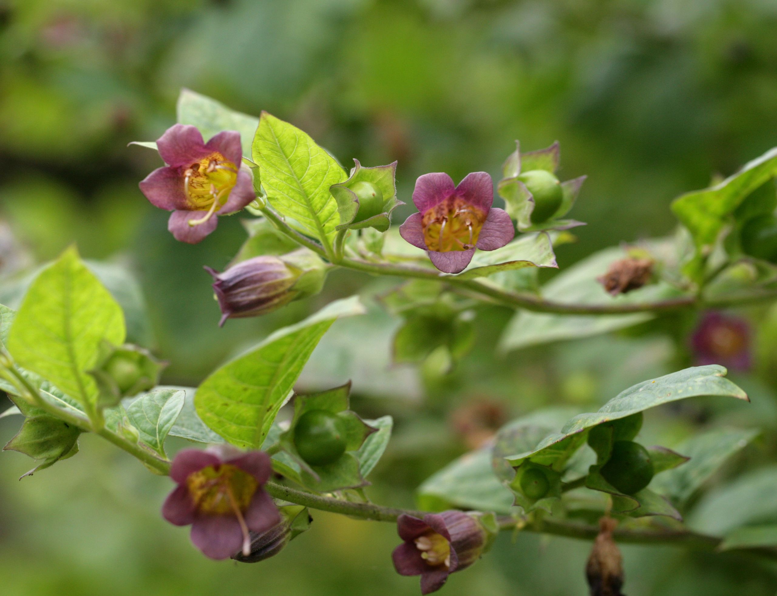 Poisonous plants: 10 toxic plants to avoid in your backyard | Homes and ...
