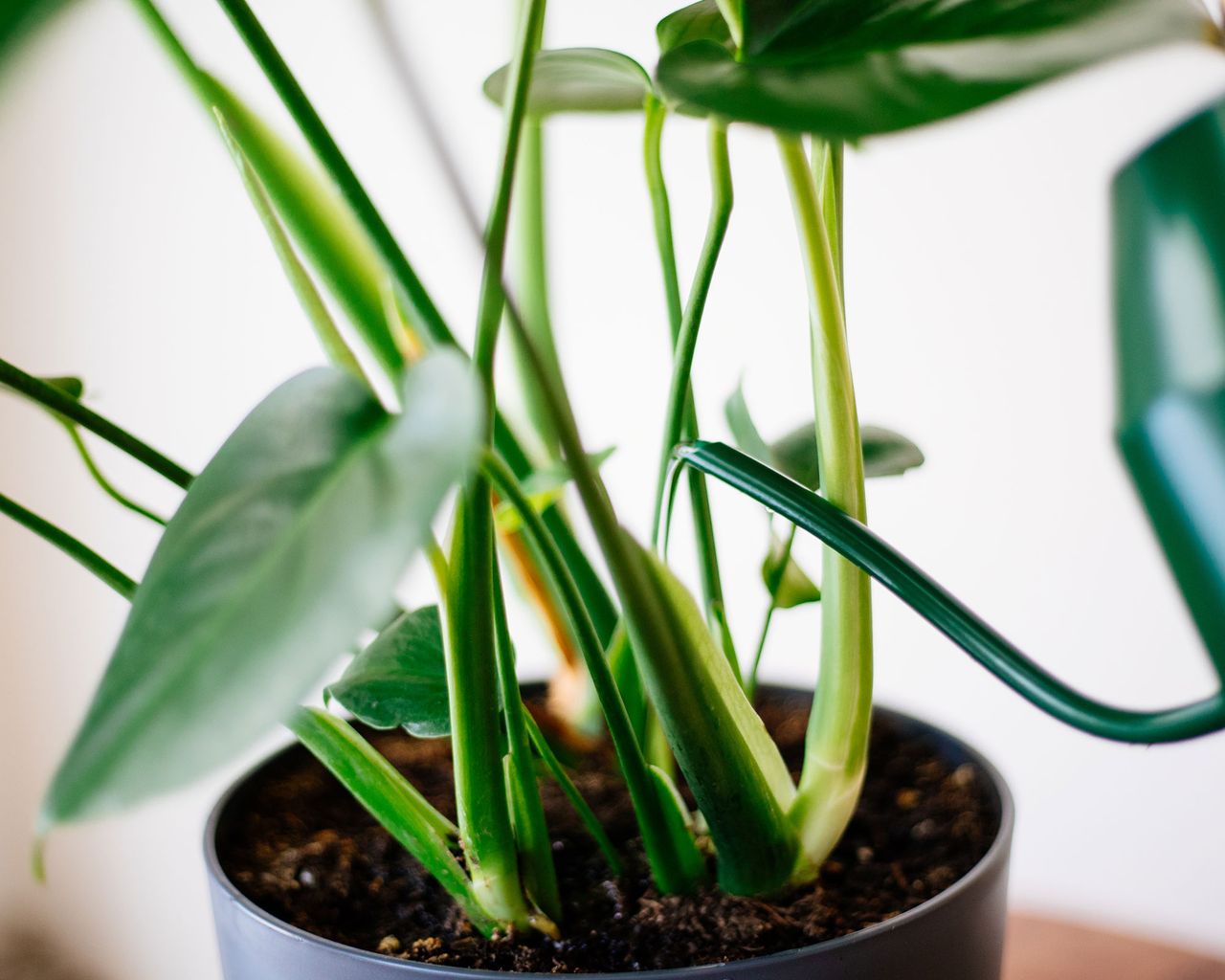 Swiss cheese plant care and growing tips: expert plant advice ...