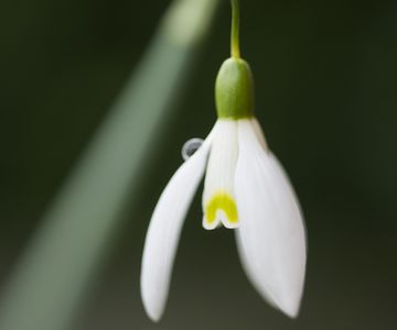 When to plant snowdrop bulbs: for brilliant white flowers | Homes and ...