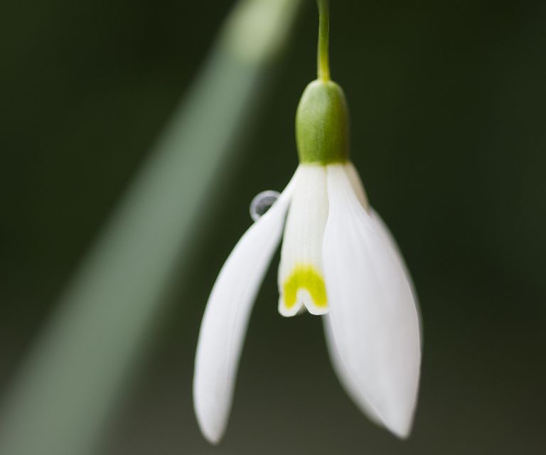 When to plant snowdrop bulbs: for brilliant white flowers | Homes and ...