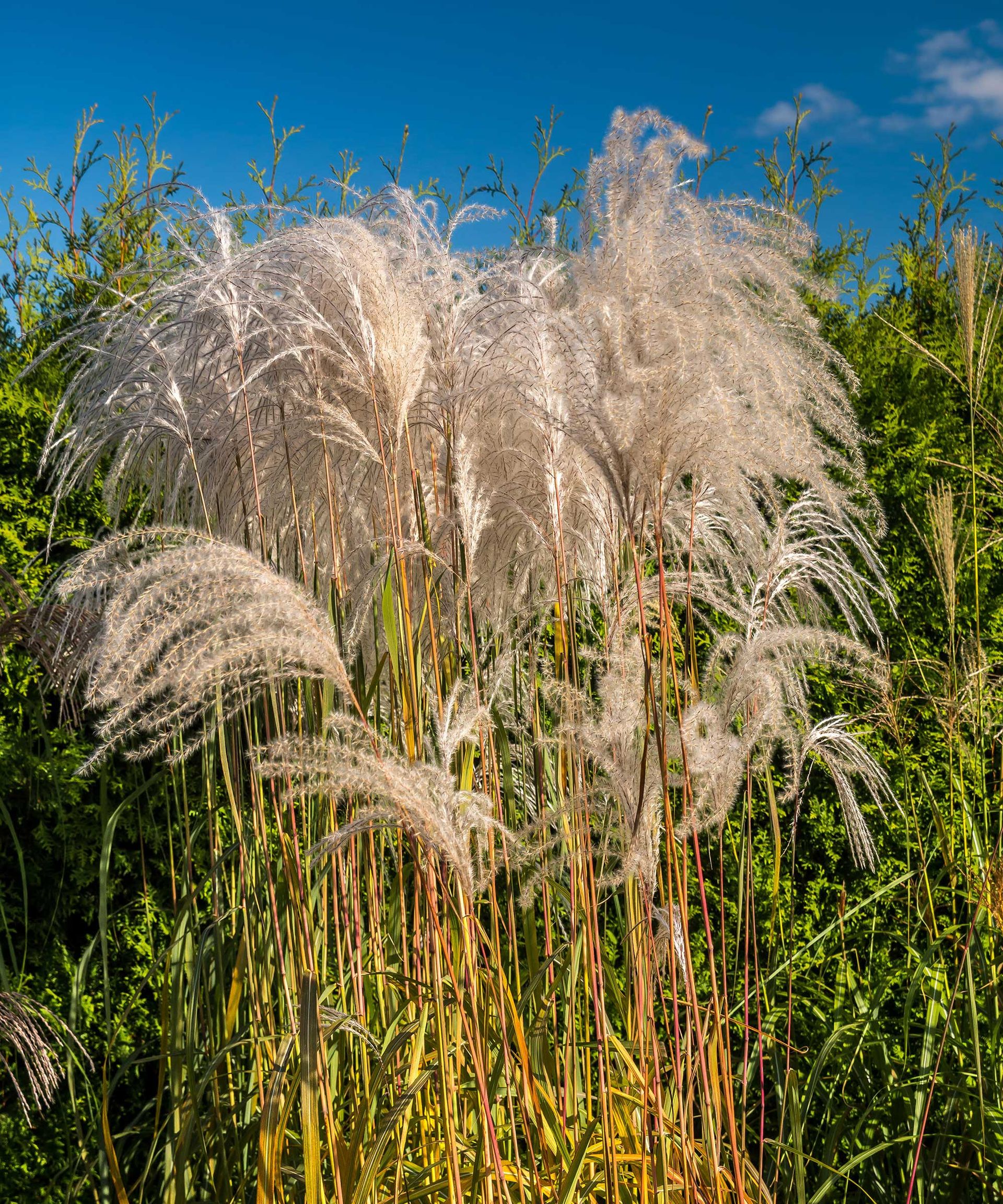 Tall flowers: 12 varieties to add height and drama | Gardeningetc