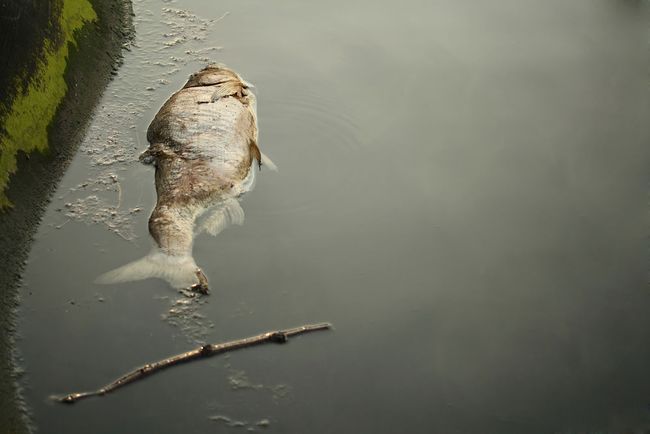 Why Do Dead Fish Float? | Live Science