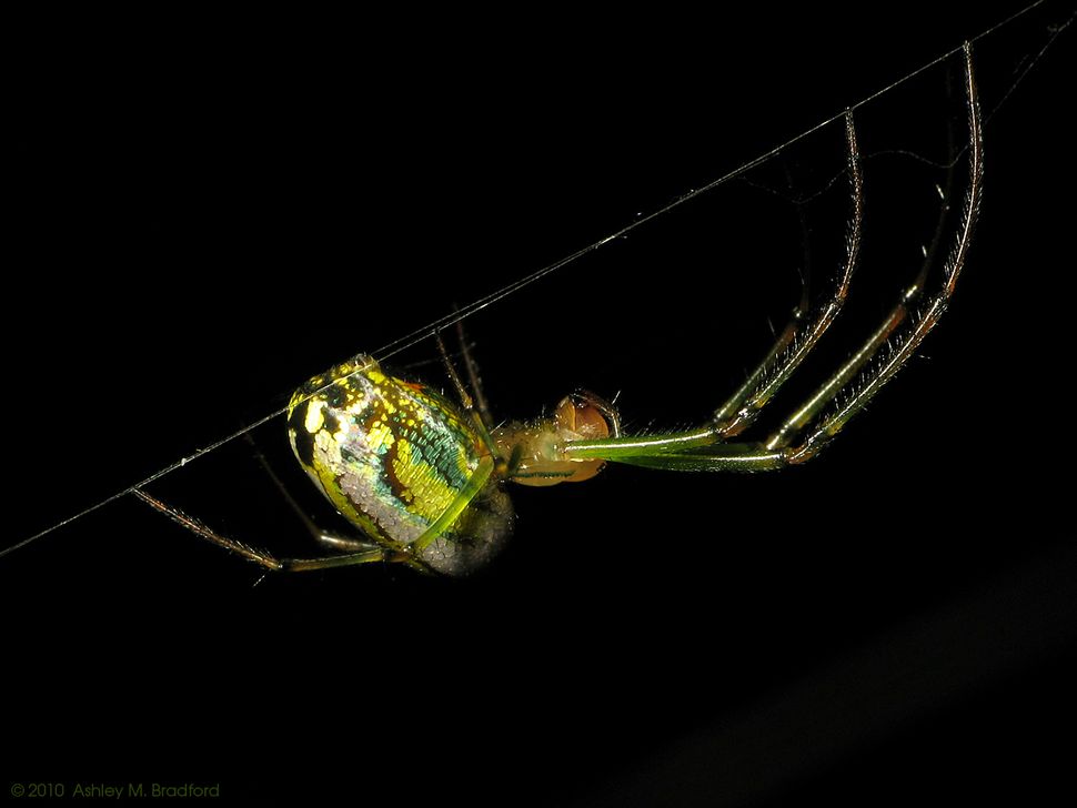 Arachtober in Action: Amazing Photos of Spiders from Around the World ...