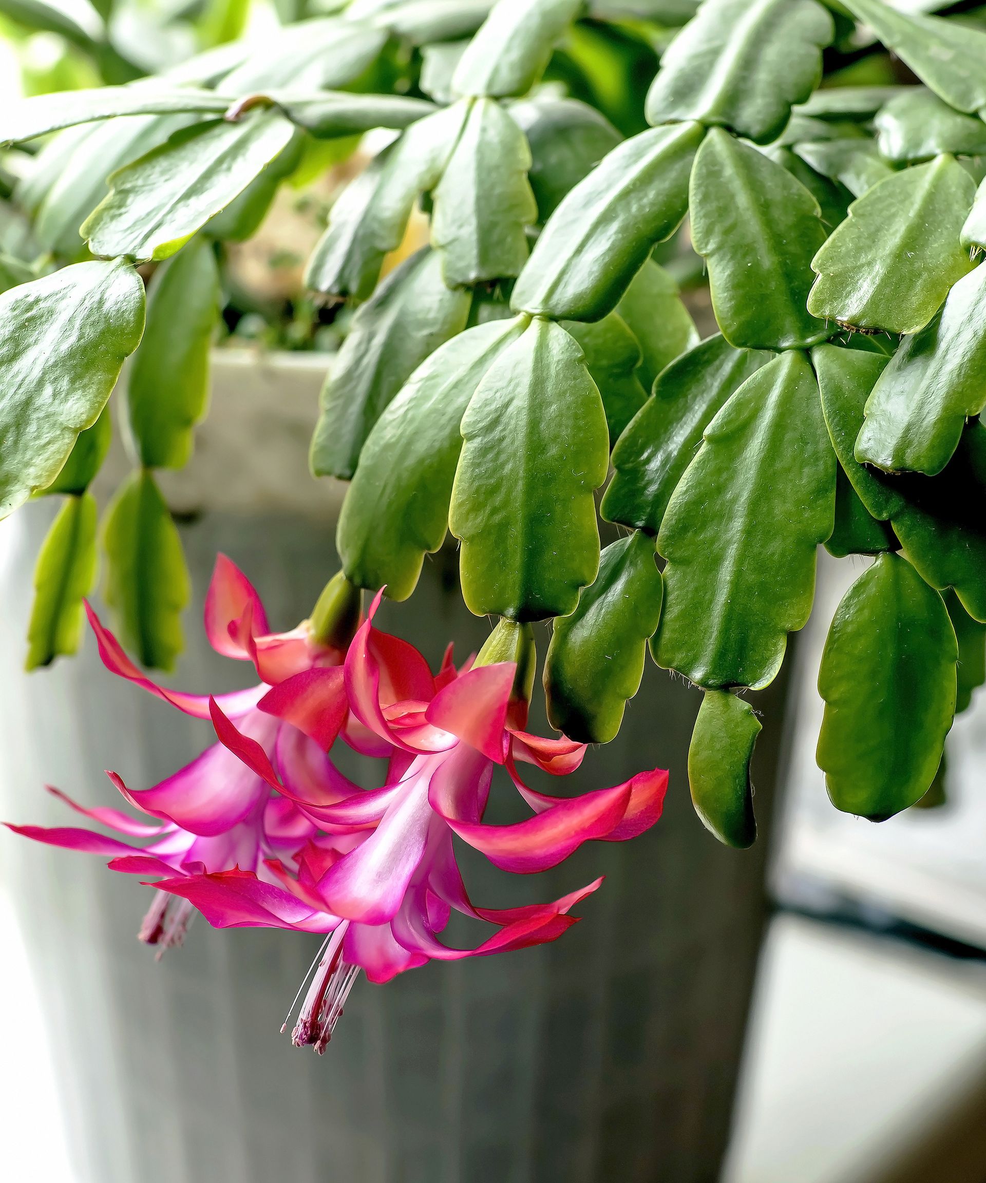 How To Prune A Christmas Cactus: Trimming For Healthy Growth ...