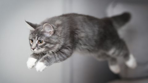 32 activities to do with your cat | PetsRadar