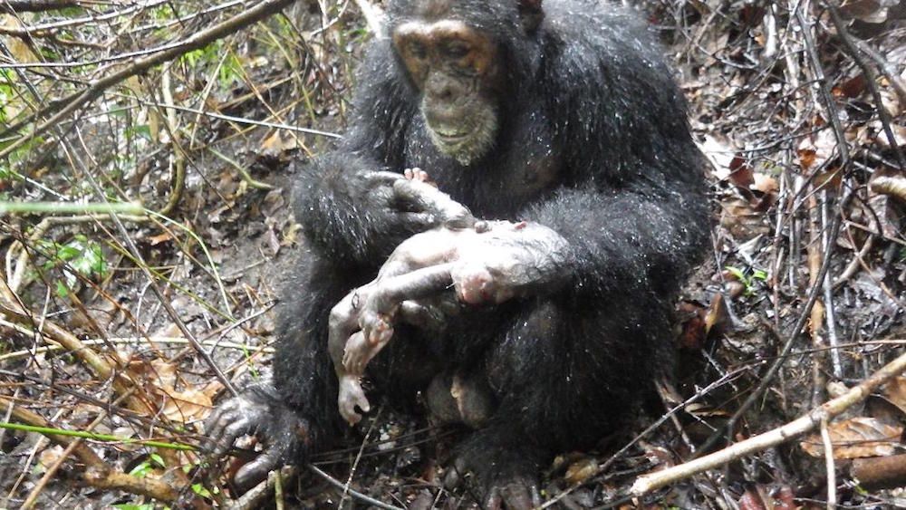 Infant Chimp Snatched and Cannibalized Moments After Its Birth | Live ...