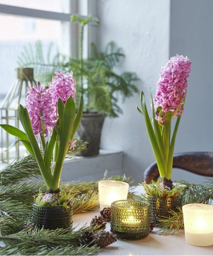 Best indoor bulbs to force for Christmas: 5 picks | Homes and Gardens