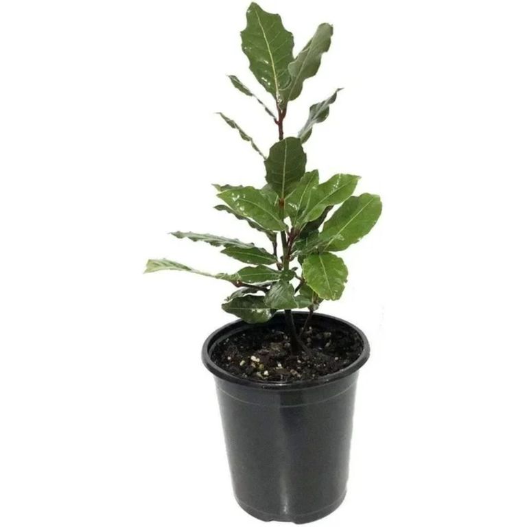 5 Best Trees for a Wind Break | Livingetc