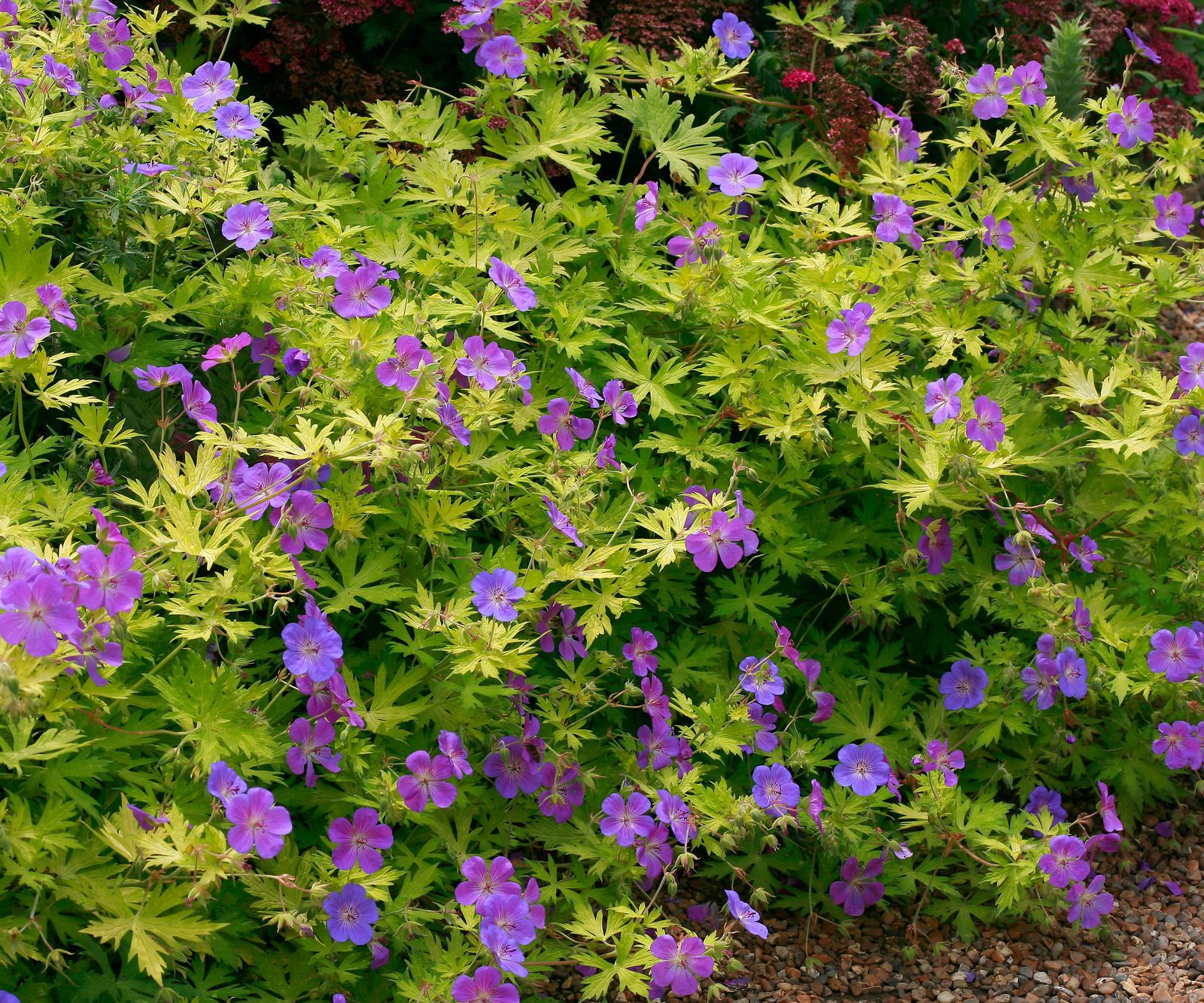 Hardy geranium varieties: 15 cranesbills for every garden | Homes and ...