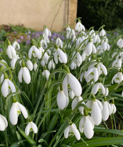 Best spring bulbs: 10 spring bulbs to grow, when and how | Homes and ...