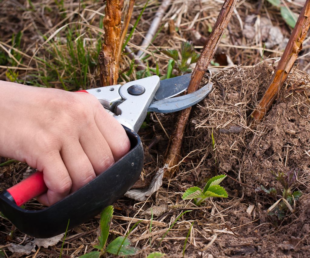 When to prune raspberries - how to get the timing right | Homes and Gardens