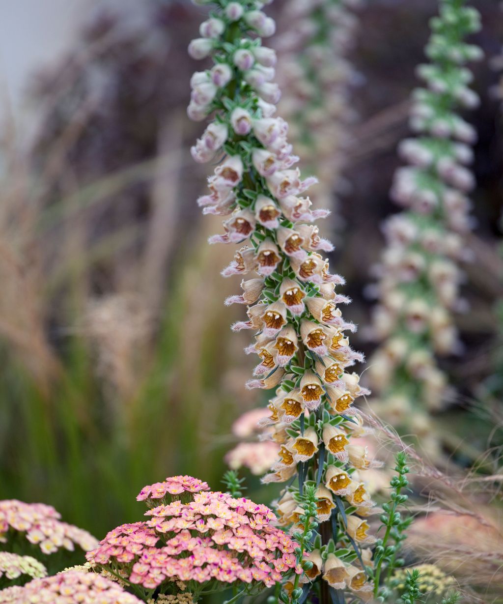 Foxgloves care and growing guide: expert tips for success | Homes and ...