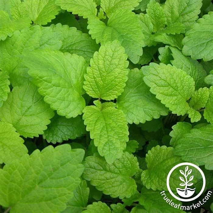 How To Grow Lemon Balm From Planting To Harvesting Homes And Gardens