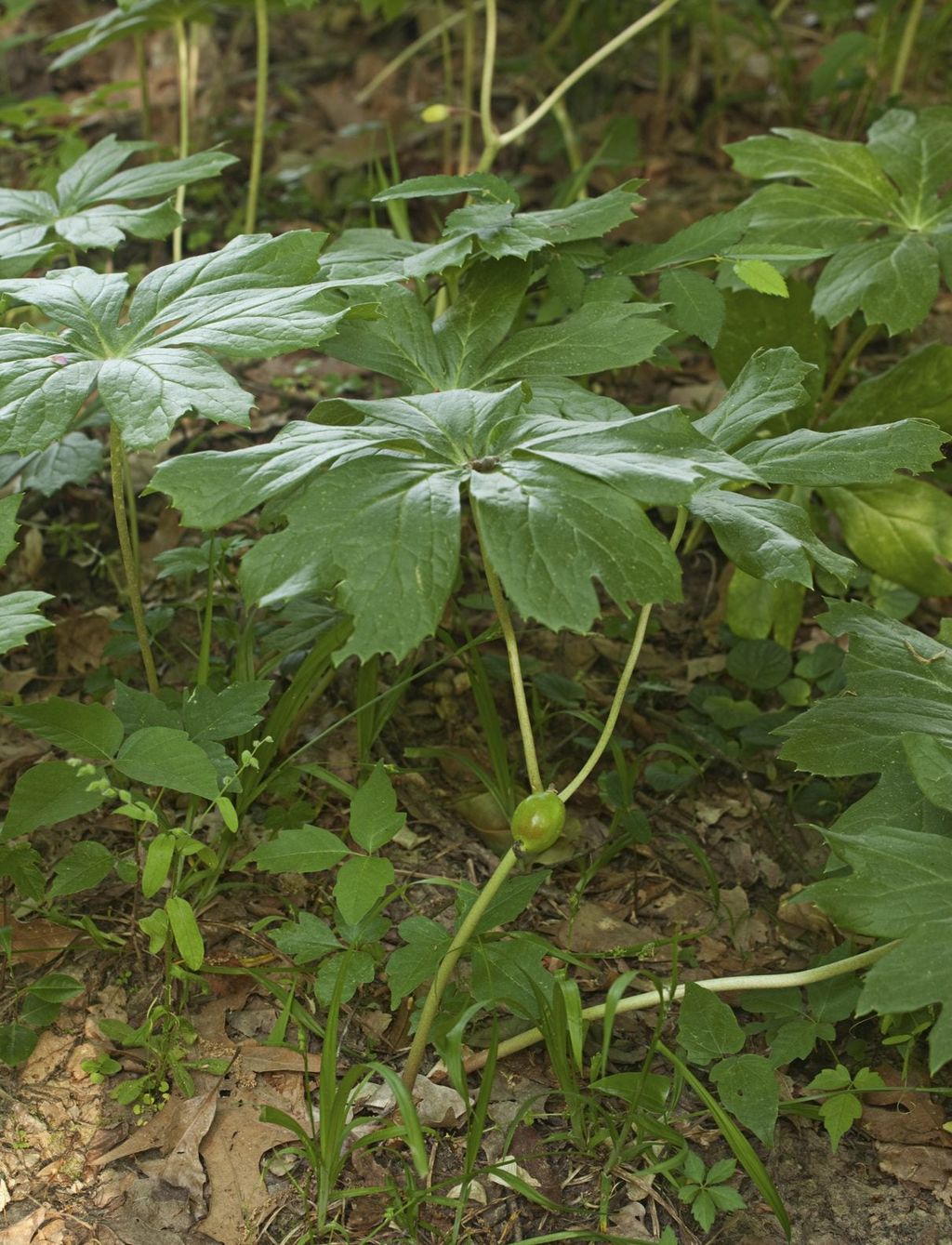 Mayapple Plant Information - Learn About Mayapple Growing Conditions ...