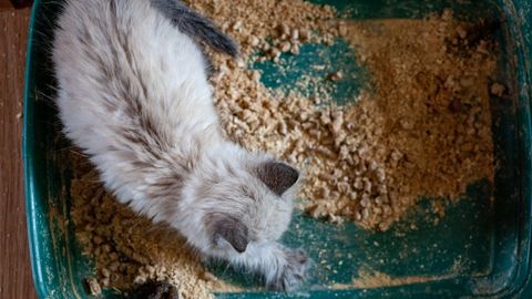 7 home remedies for cat constipation | PetsRadar