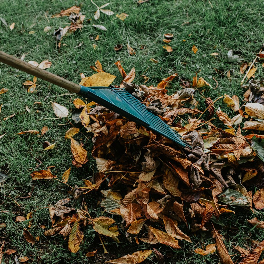 Whose responsibility it is to clear up fallen leaves from neighbours ...