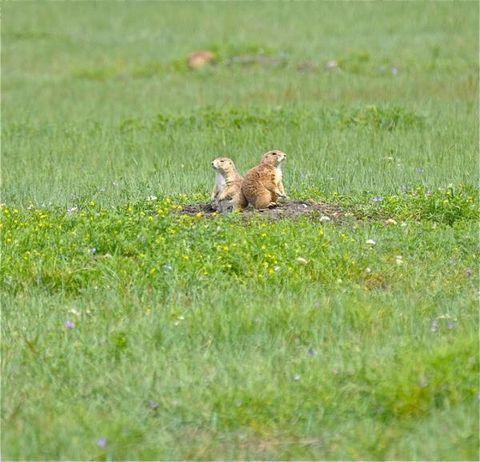 Photos: Prairie Dog Images | US Wildlife, American Prairies | Live Science