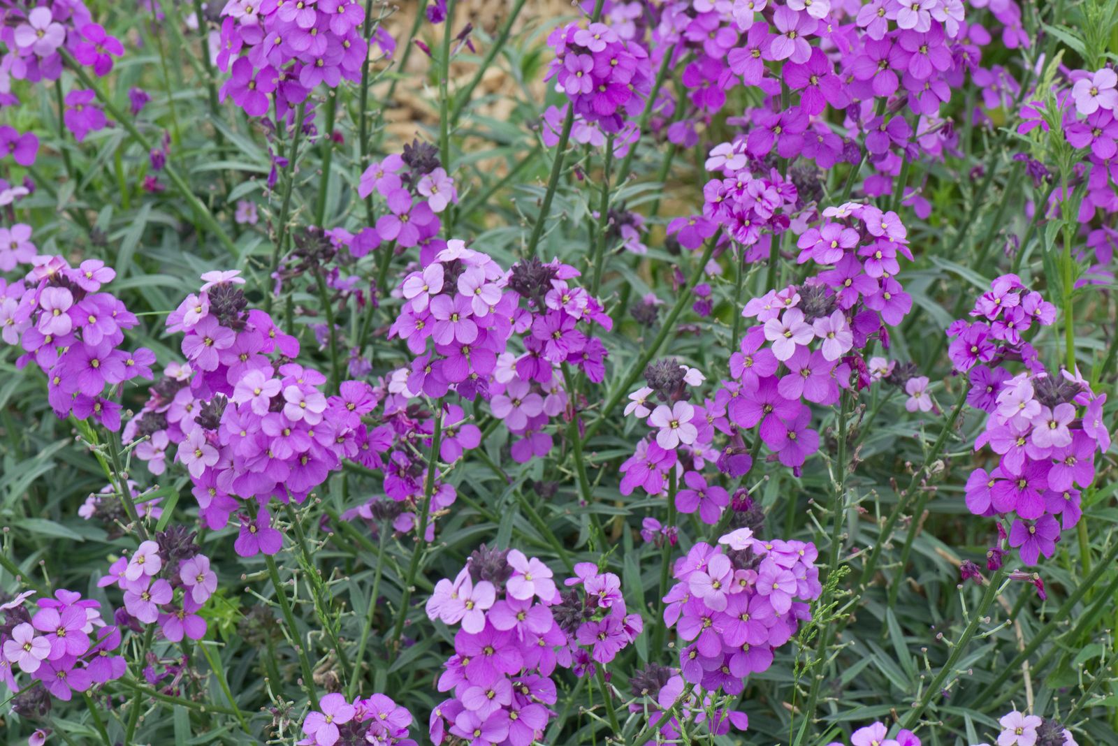 10 evergreen perennials you need in your garden now | Gardeningetc