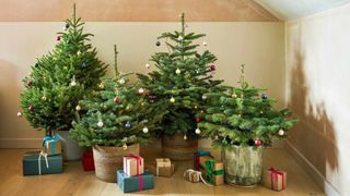 How to grow a Christmas tree from a cutting — 5 simple steps | Ideal Home