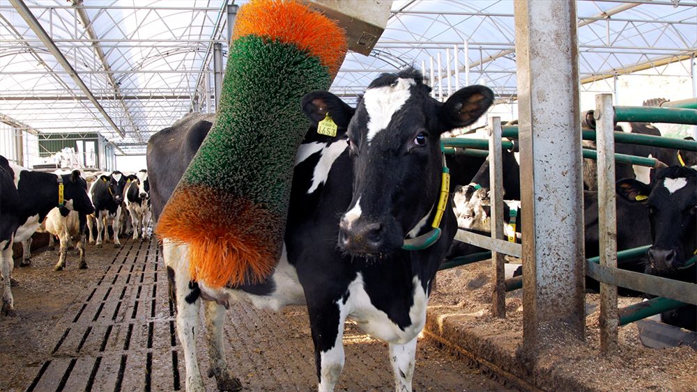 Cisco gets ahead of the herd with ‘connected cow’ app | IT Pro