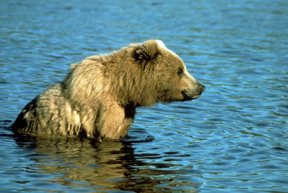 Image Gallery: Beastly Bears | Photos of Bears | Live Science