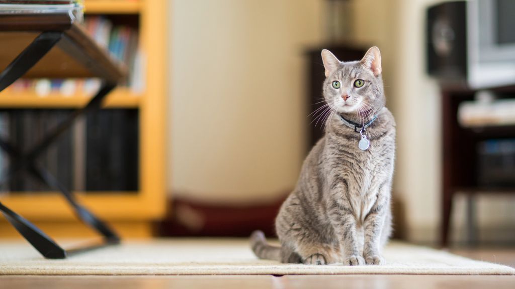 32 tricks to teach your cat | PetsRadar