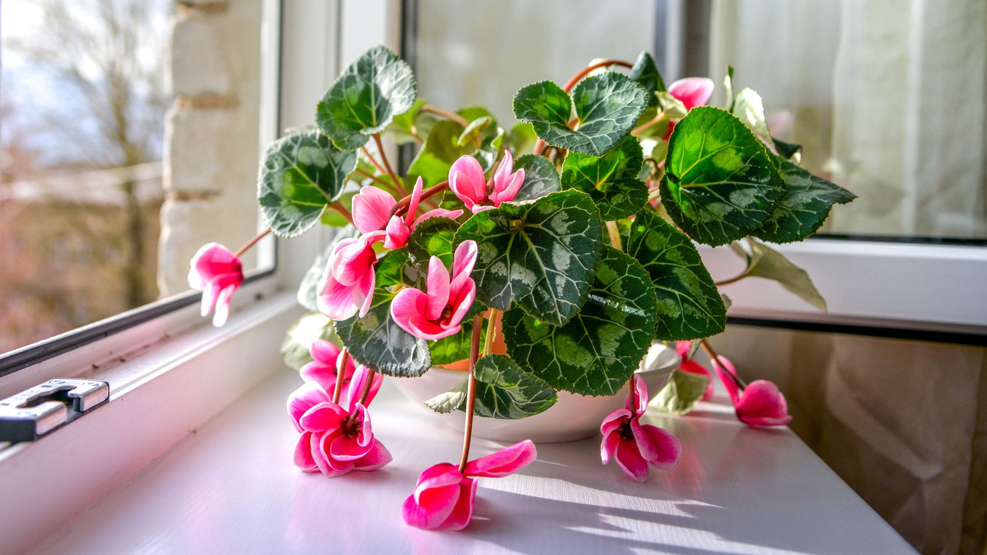 Why Is Cyclamen Drooping? Plus, How To Keep Yours Perky | Gardening ...
