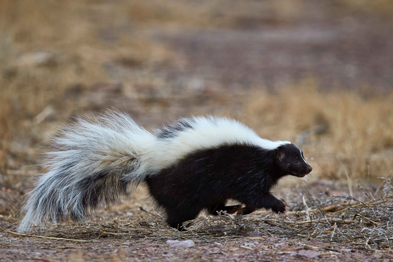 How to get rid of skunks in your yard: non-lethal ways to keep these ...