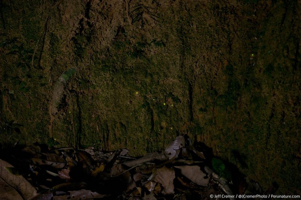 Photos: A Green Glow Worm from the Amazon | Live Science