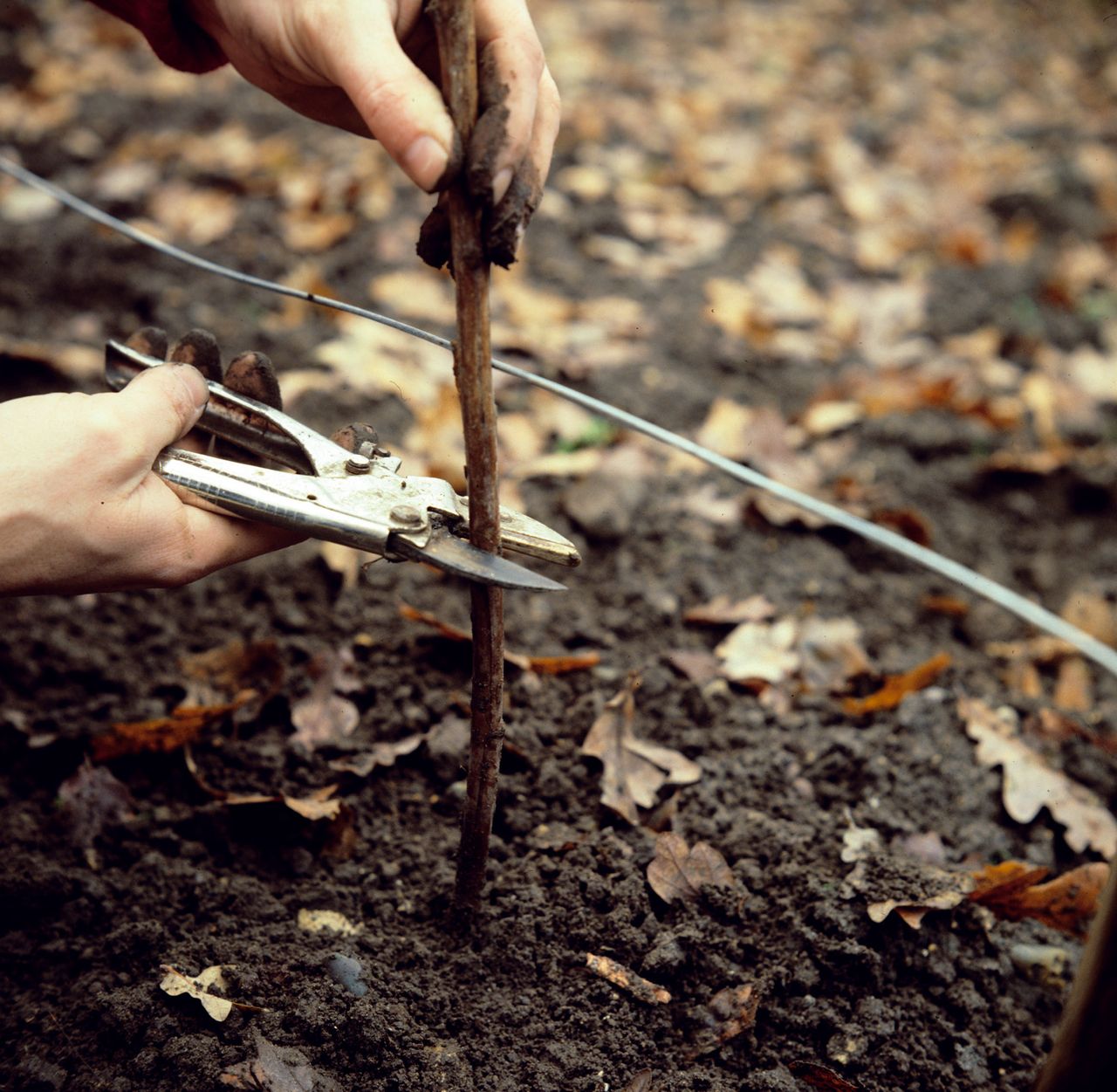 How to prune raspberry bushes | Homes and Gardens