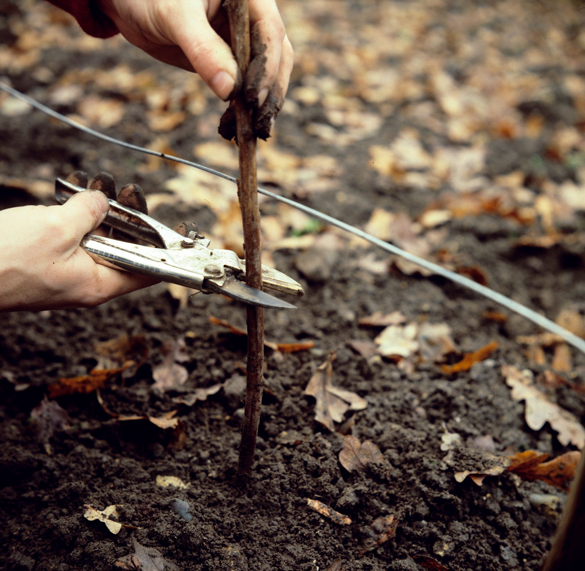 How to prune raspberry bushes | Homes and Gardens