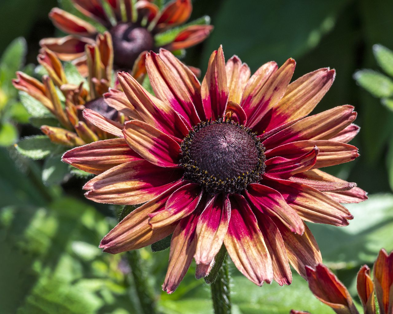 Sensational Black-Eyed Susan Varieties For Months Of Color | Gardening ...