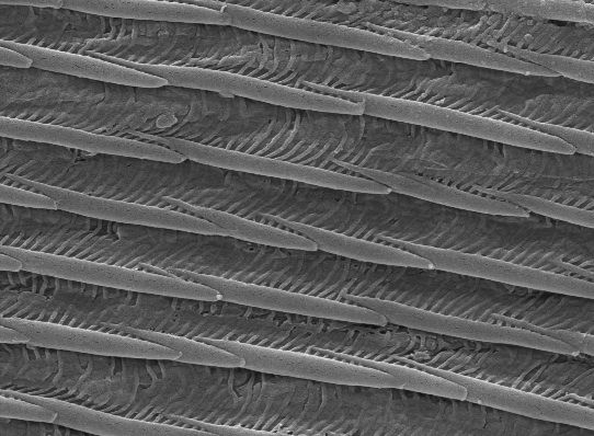 Intricate Wings Gallery: The Color of Ancient Moths | Live Science