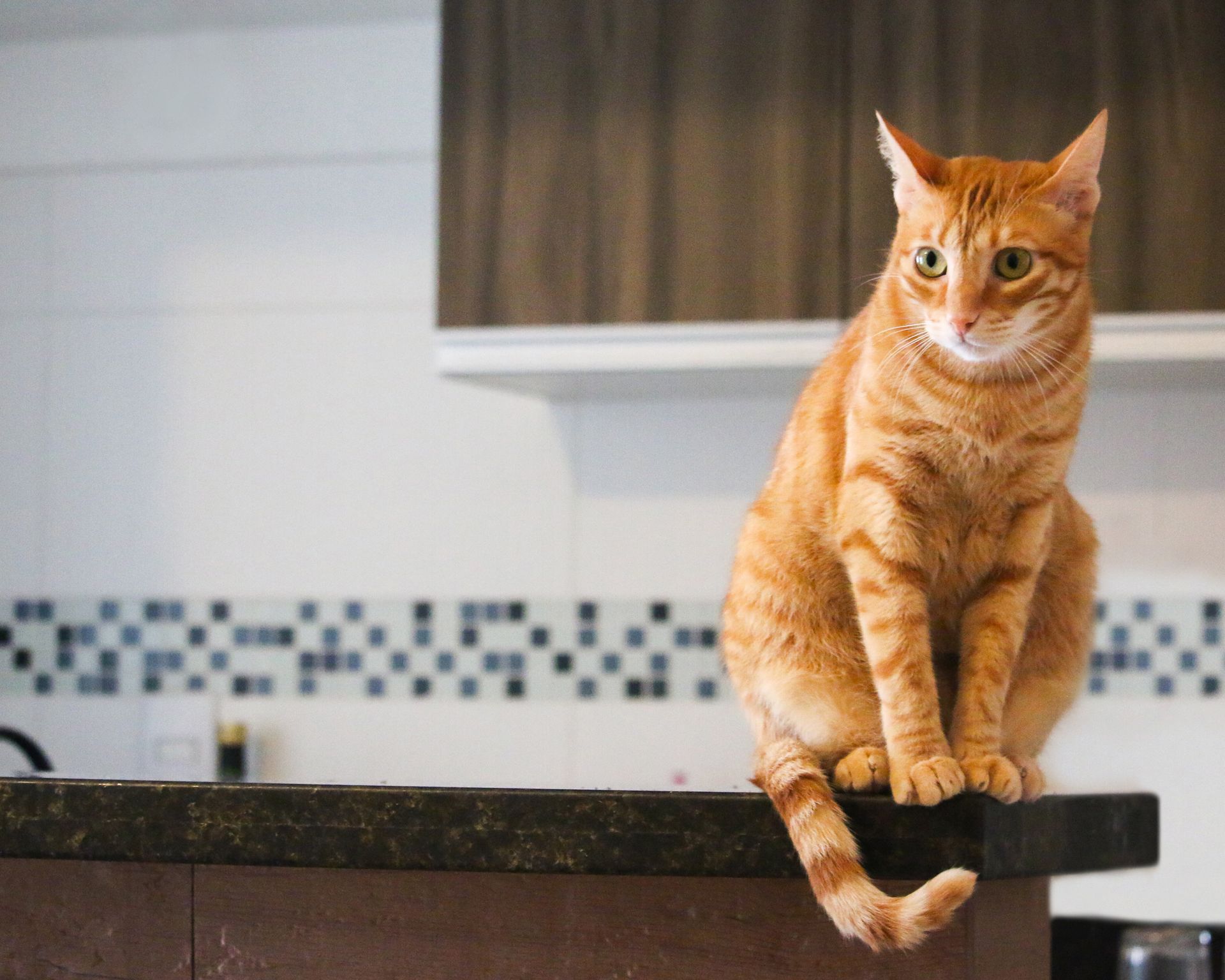 How to keep cats off counters – 7 clever ways | Real Homes
