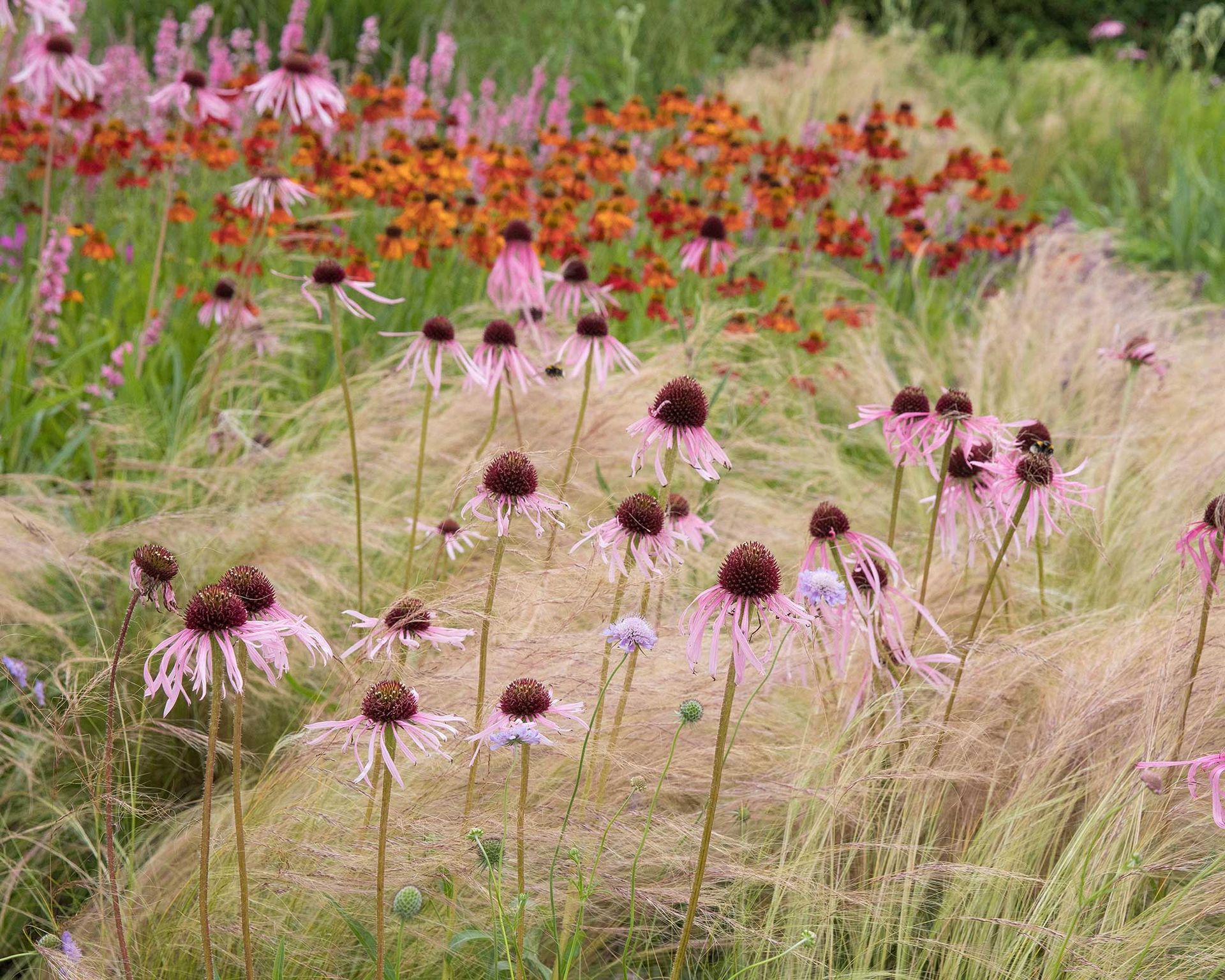 Landscaping with grasses: 10 clever ways to use these plants | Gardeningetc