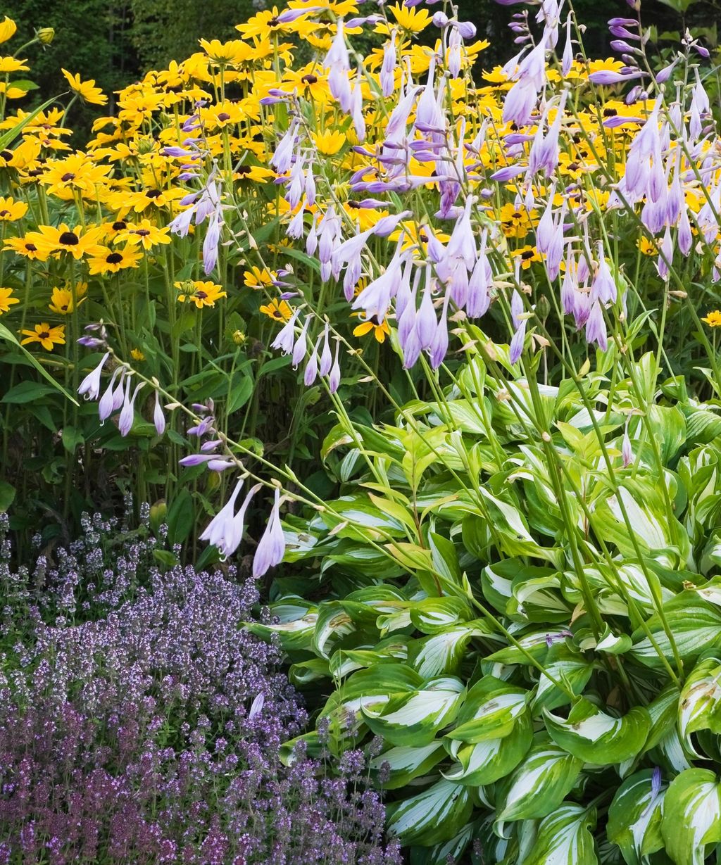 How to winterize hostas in 6 super simple steps | Homes and Gardens