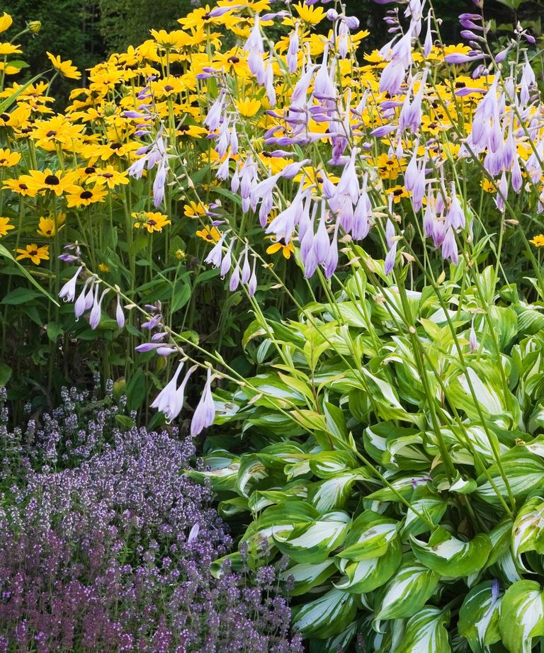How to winterize hostas in 6 super simple steps | Homes and Gardens