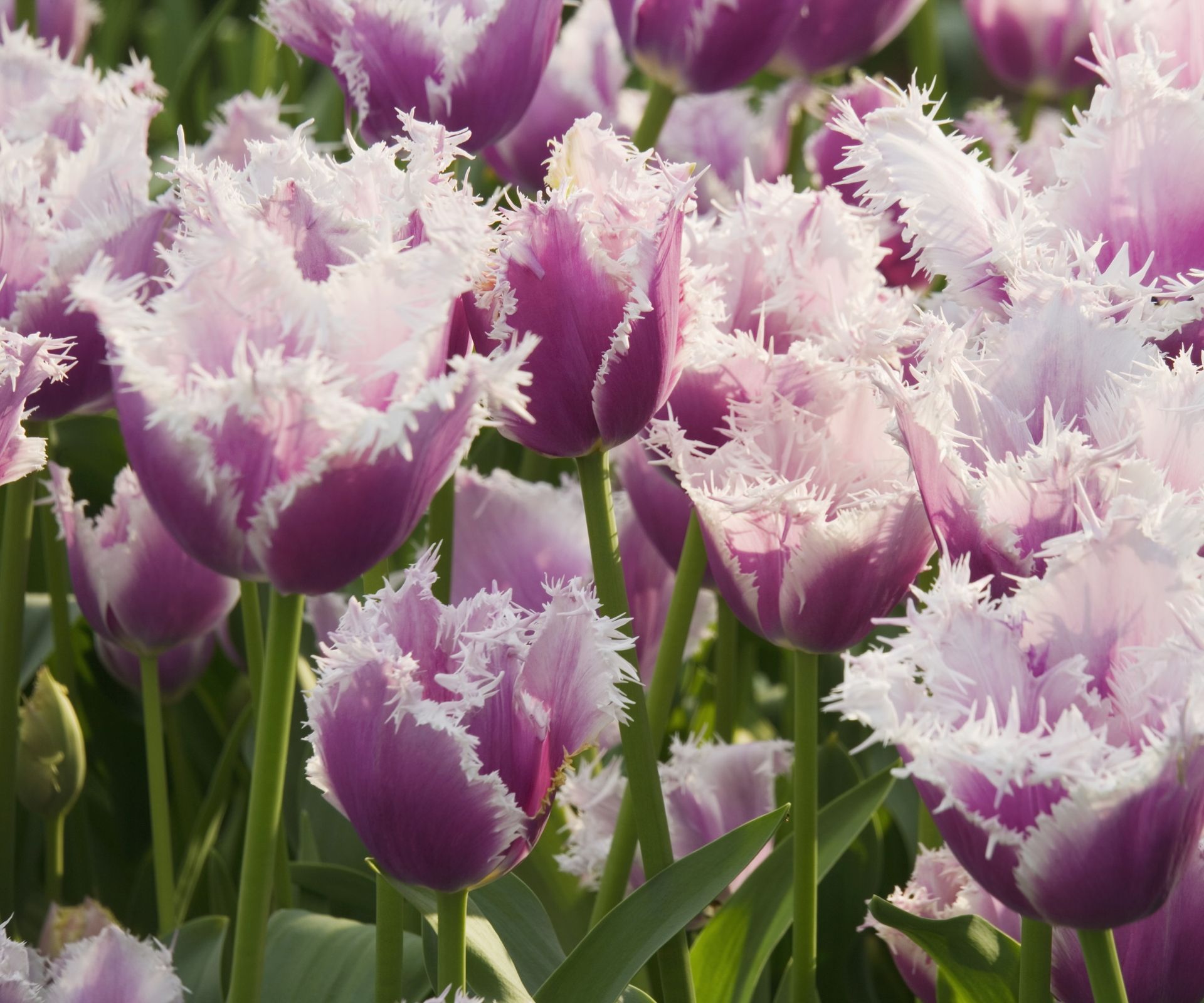 Best fringed tulip varieties: 7 picks to plant in fall | Homes and Gardens
