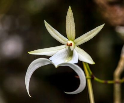 What is a ghost orchid? Experts reveal all with growing tips | Homes ...