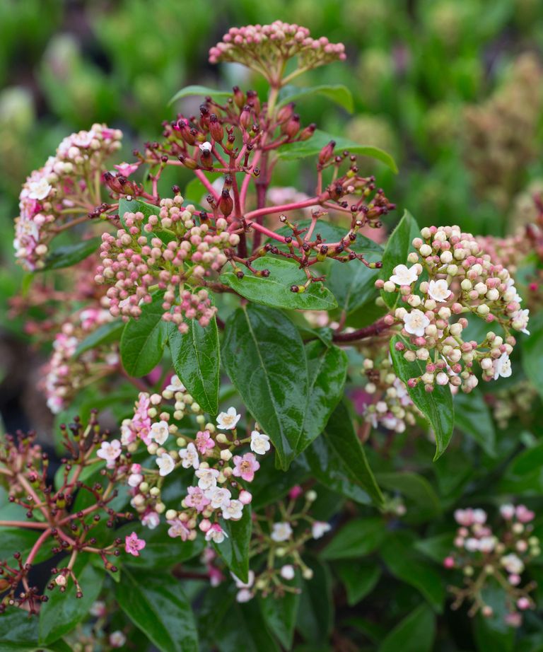 Best evergreen shrubs: 10 choices for year-round interest | Gardeningetc