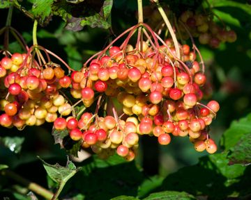 Shrubs with berries: 15 of the best varieties | Gardeningetc