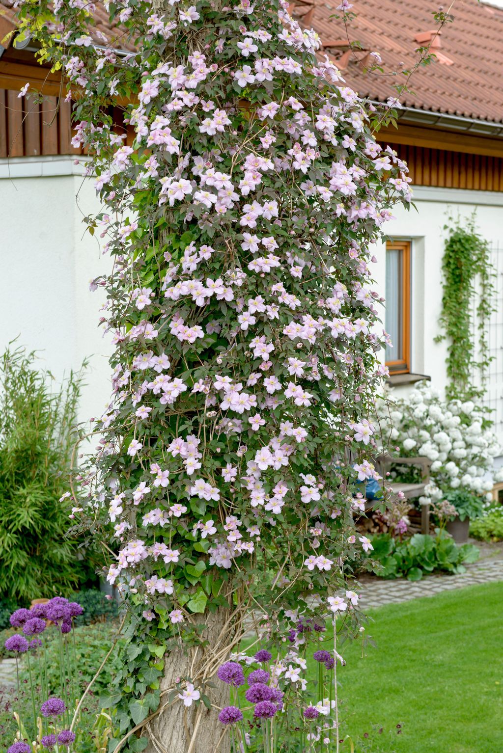 Best flowering climbers: 10 top flowering climbing plants | Homes and ...