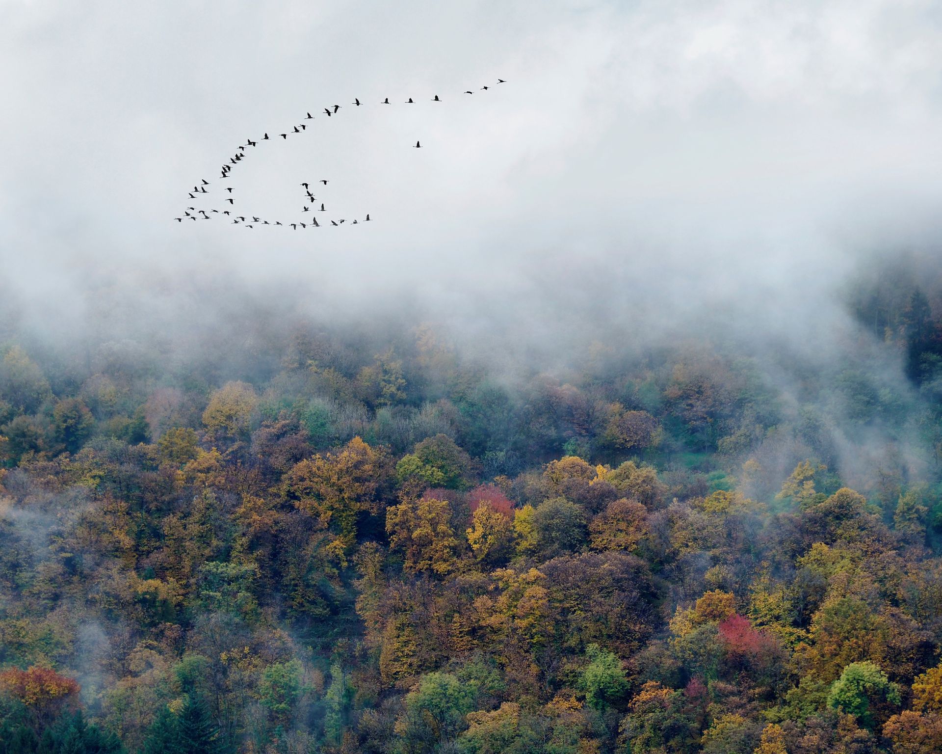 Fall Bird Migration: Why Birds Fly South & Ones To Watch For ...