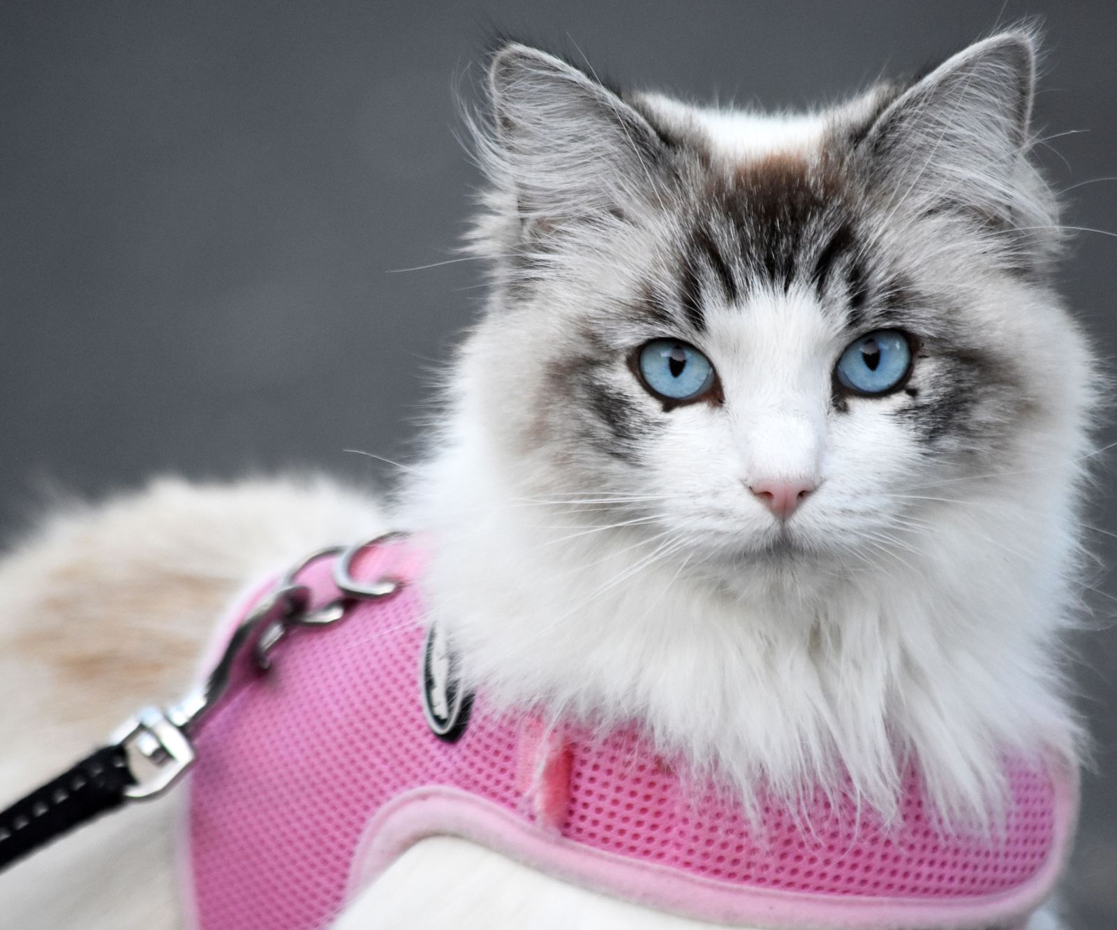 How to protect garden birds from cats: 6 ways | Homes and Gardens