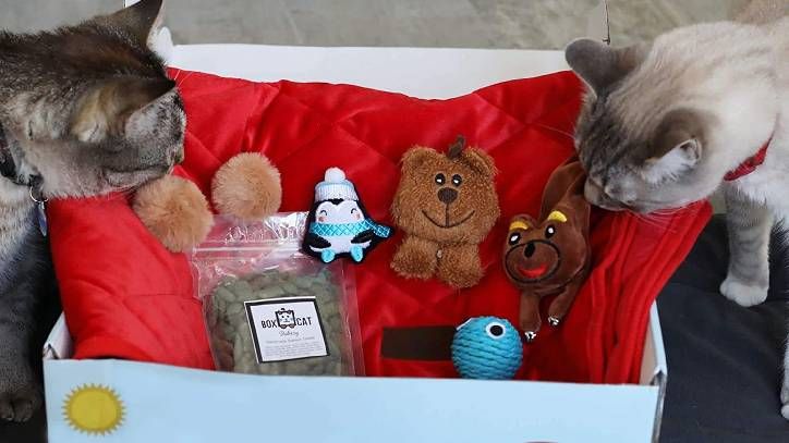 Best cat subscription boxes: Treats for cats and cat lovers | PetsRadar