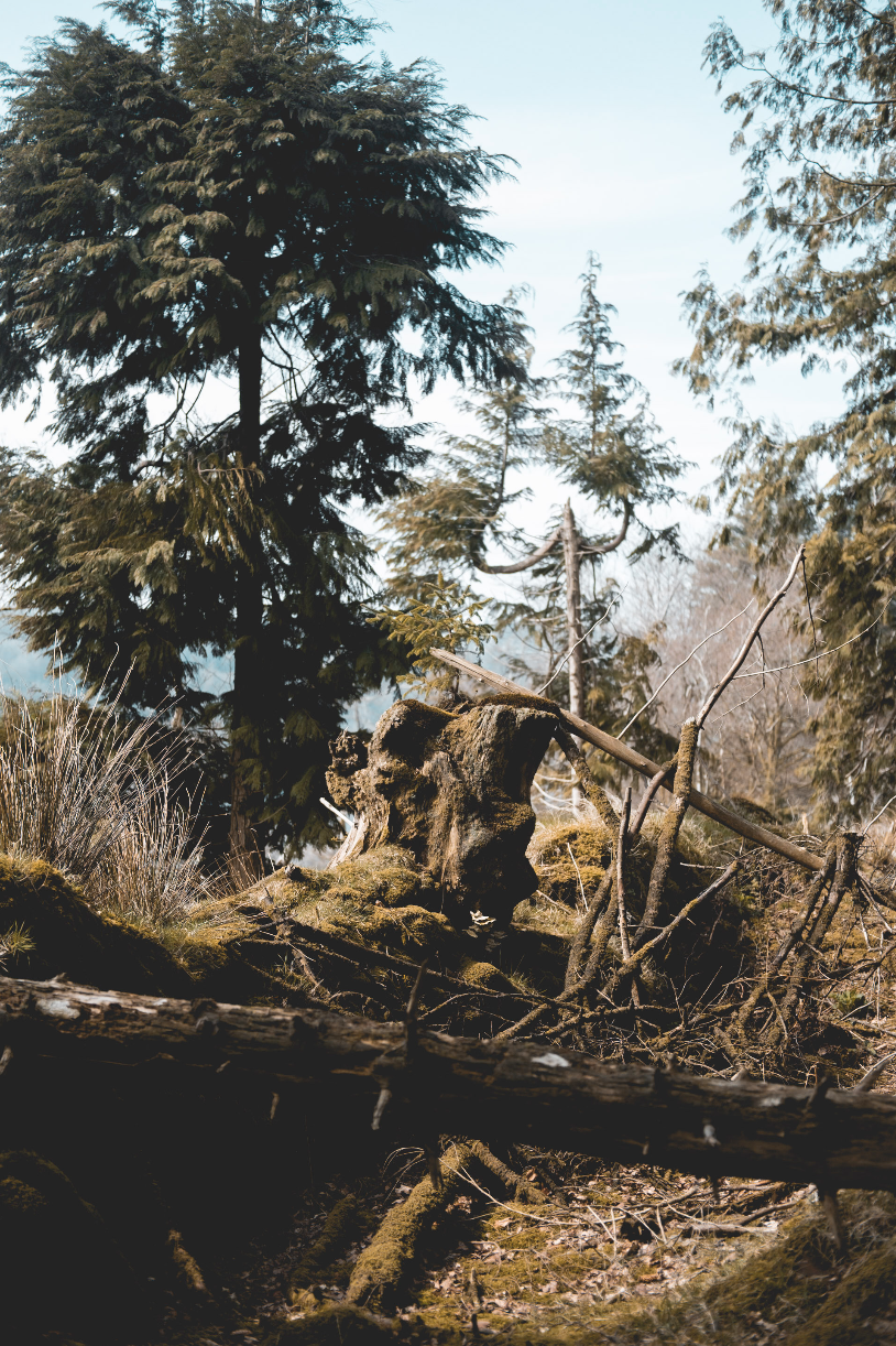 Forest photography: how to capture beautiful woodland scenes | Digital ...