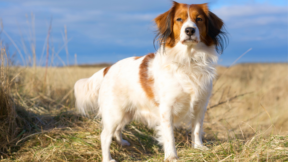 Nederlandse Kooikerhondje: Breed profile | PetsRadar