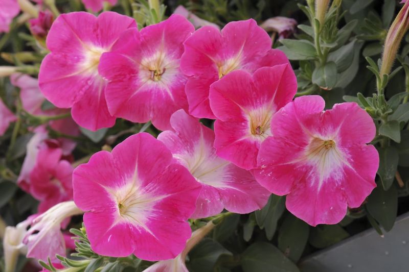 Tips & Information about Petunias | Gardening Know How